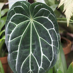 Anthurium Plants | Nurseries Online USA
