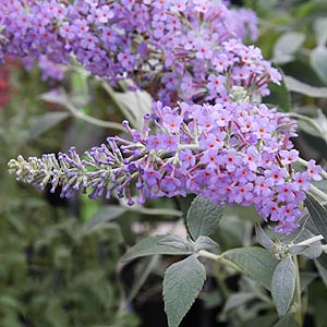 Buddleja fallowiana 'Lochinch' | Nurseries Online USA