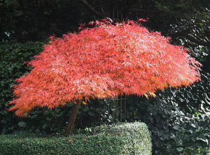 Dwarf Japanese maples varieties - Nurseries Online USA