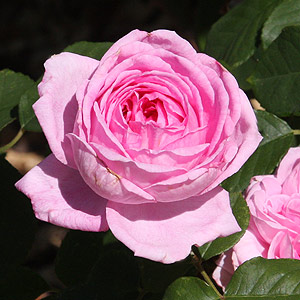 David Austin Roses | Nurseries Online USA